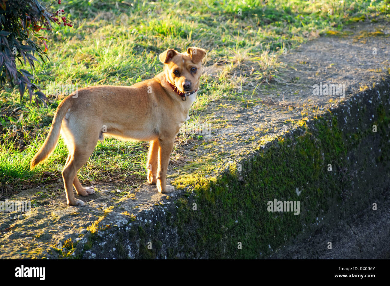 Mongrel mutt cur hi-res stock photography and images - Alamy