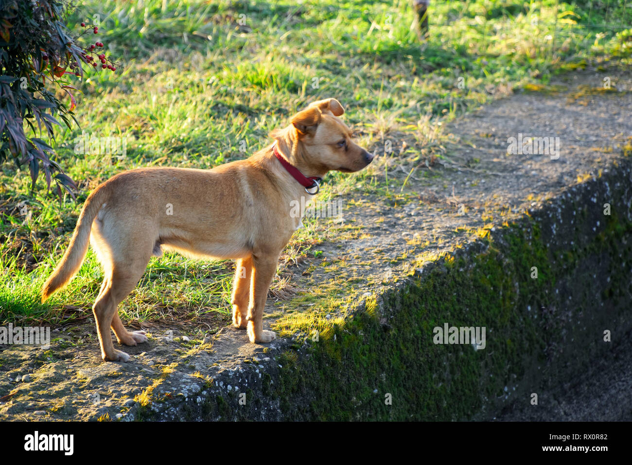 Mongrel mutt cur hi-res stock photography and images - Alamy