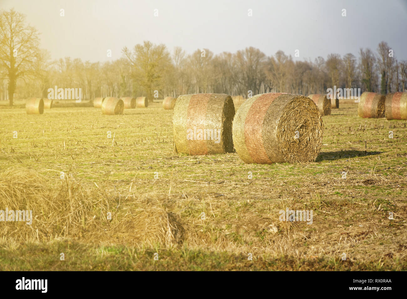 Roll bales hi-res stock photography and images - Alamy