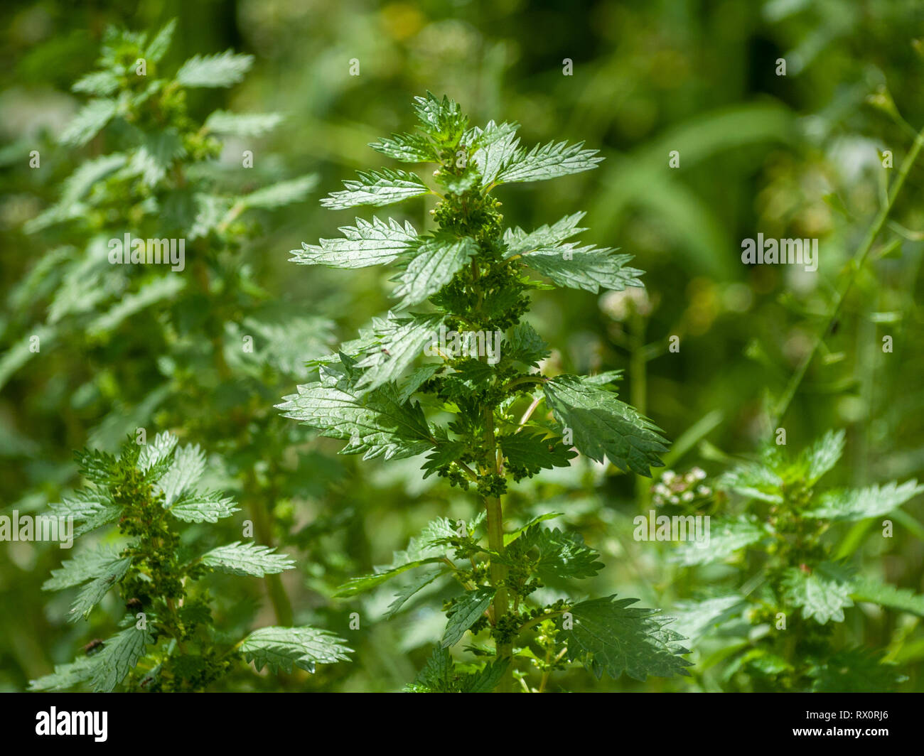 Nettle rash hi-res stock photography and images - Alamy