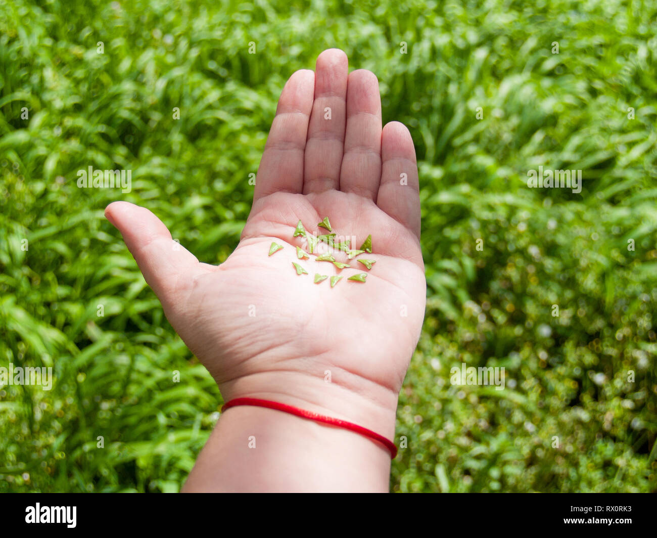 New born seed hi-res stock photography and images - Alamy