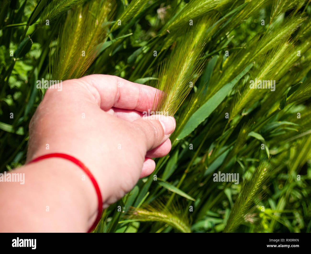 Hand pollination hi-res stock photography and images - Alamy