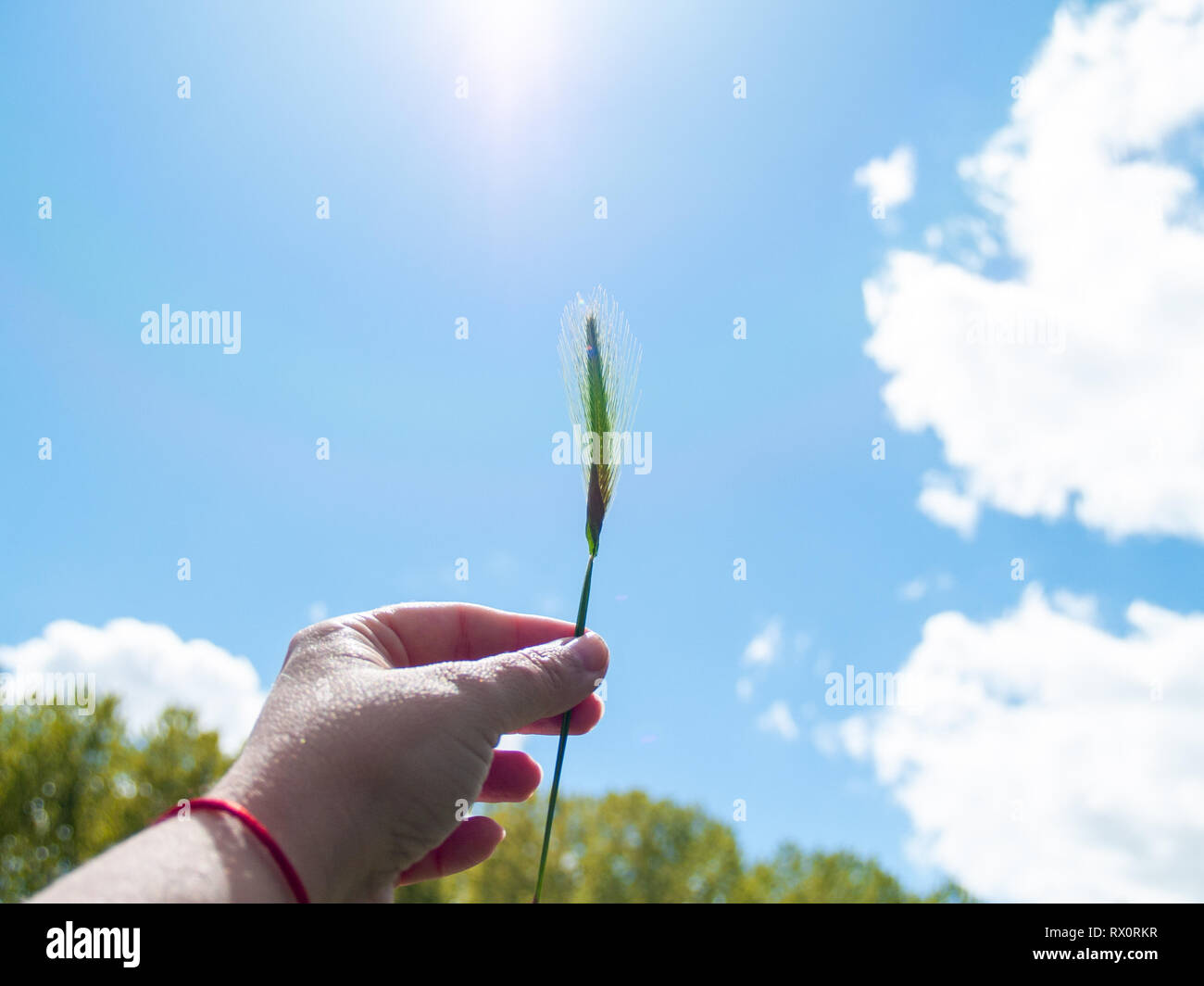 Hand pollination hi-res stock photography and images - Alamy