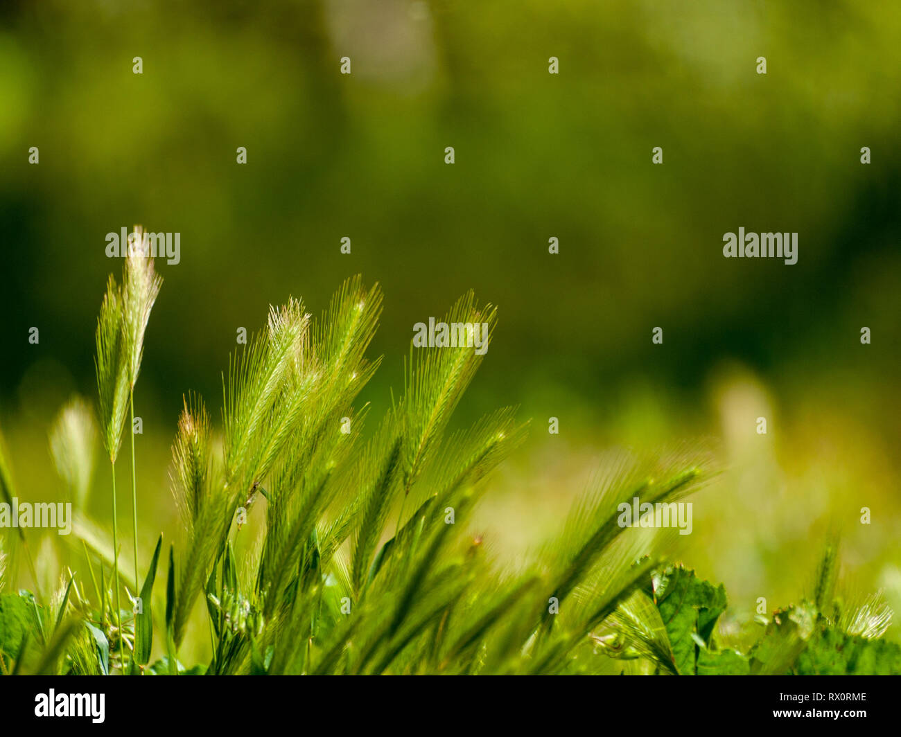 Grassland background hi-res stock photography and images - Alamy