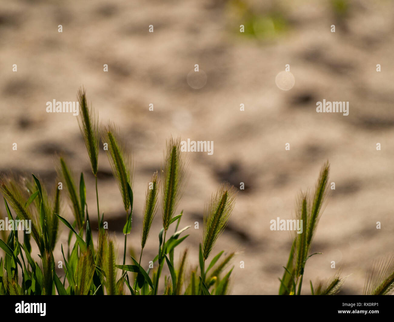 Prairie ground texture hi-res stock photography and images - Alamy