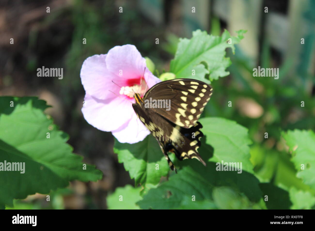 Common rose butterfly hi-res stock photography and images - Alamy