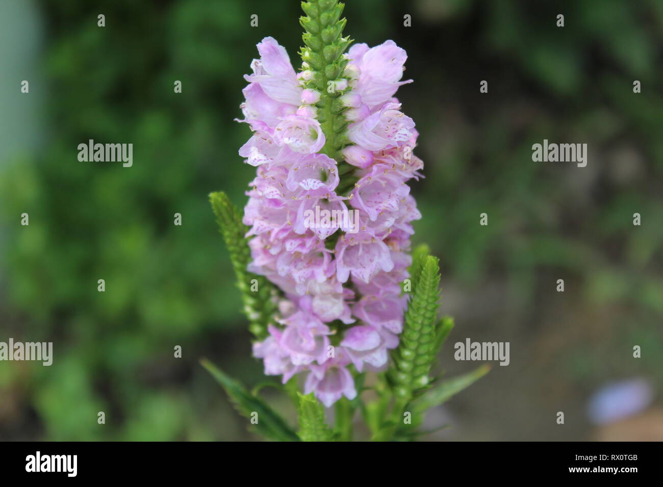 Physostegia AKA Obedient Plant Stock Photo - Alamy