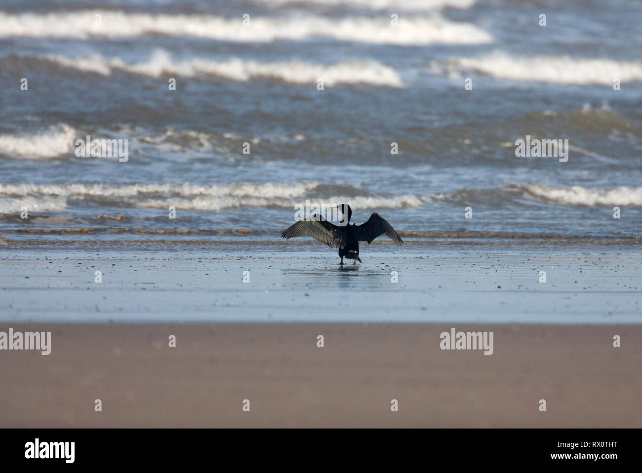 European Cormorant, Phalacrocorax carbo, with wings outstretched at ...