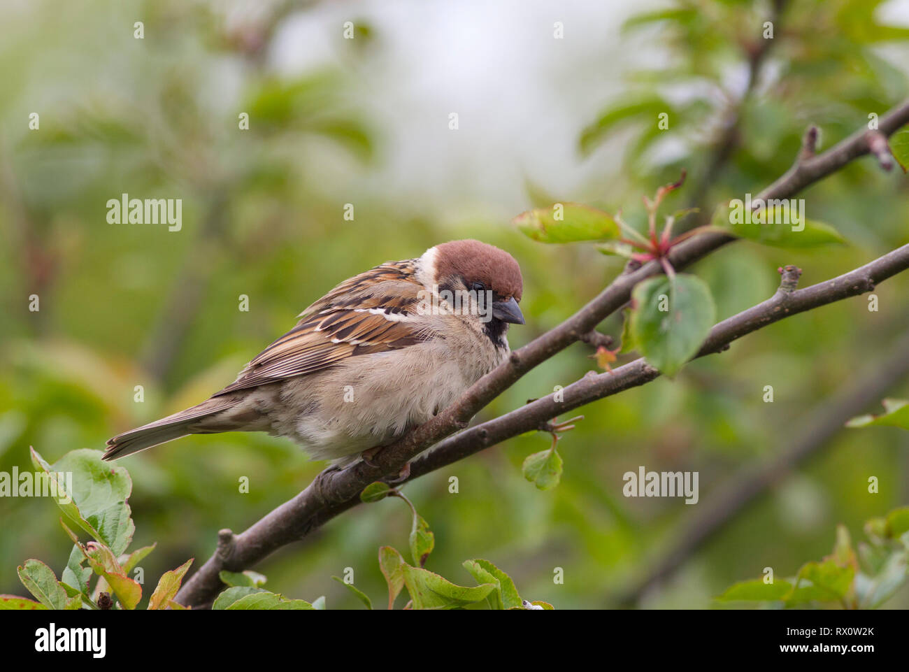 Tree Sparrow, Passer montanus, portrait of single adult perched in tree ...
