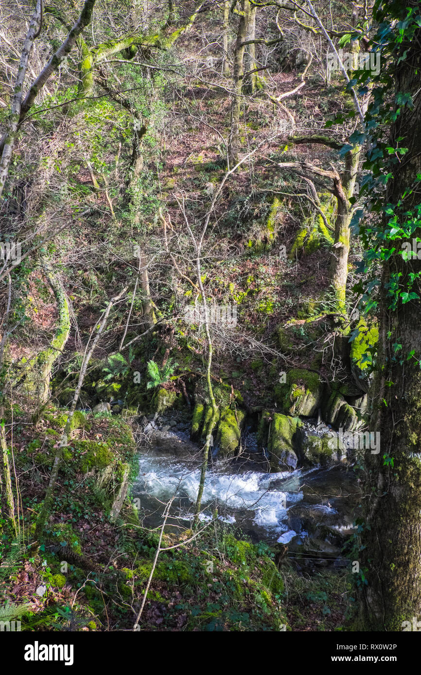 Celtic rainforest wales hi-res stock photography and images - Alamy