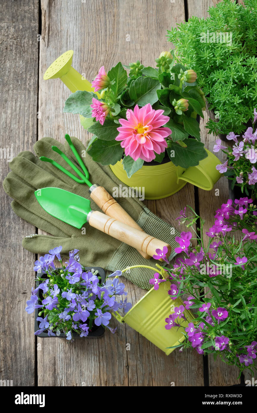 Seedling of garden plants and flowers for planting. Garden equipment ...