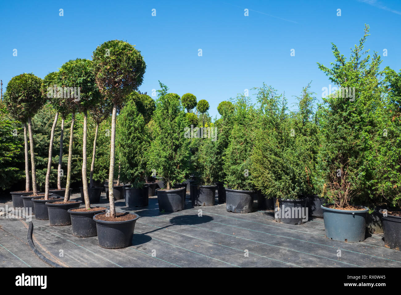 Potted trees hi-res stock photography and images - Alamy