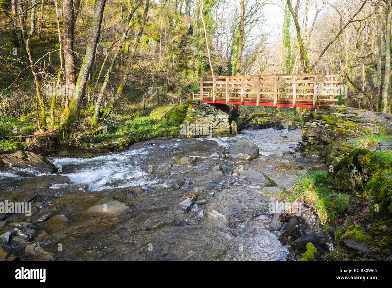 Welsh rainforest hi-res stock photography and images - Alamy