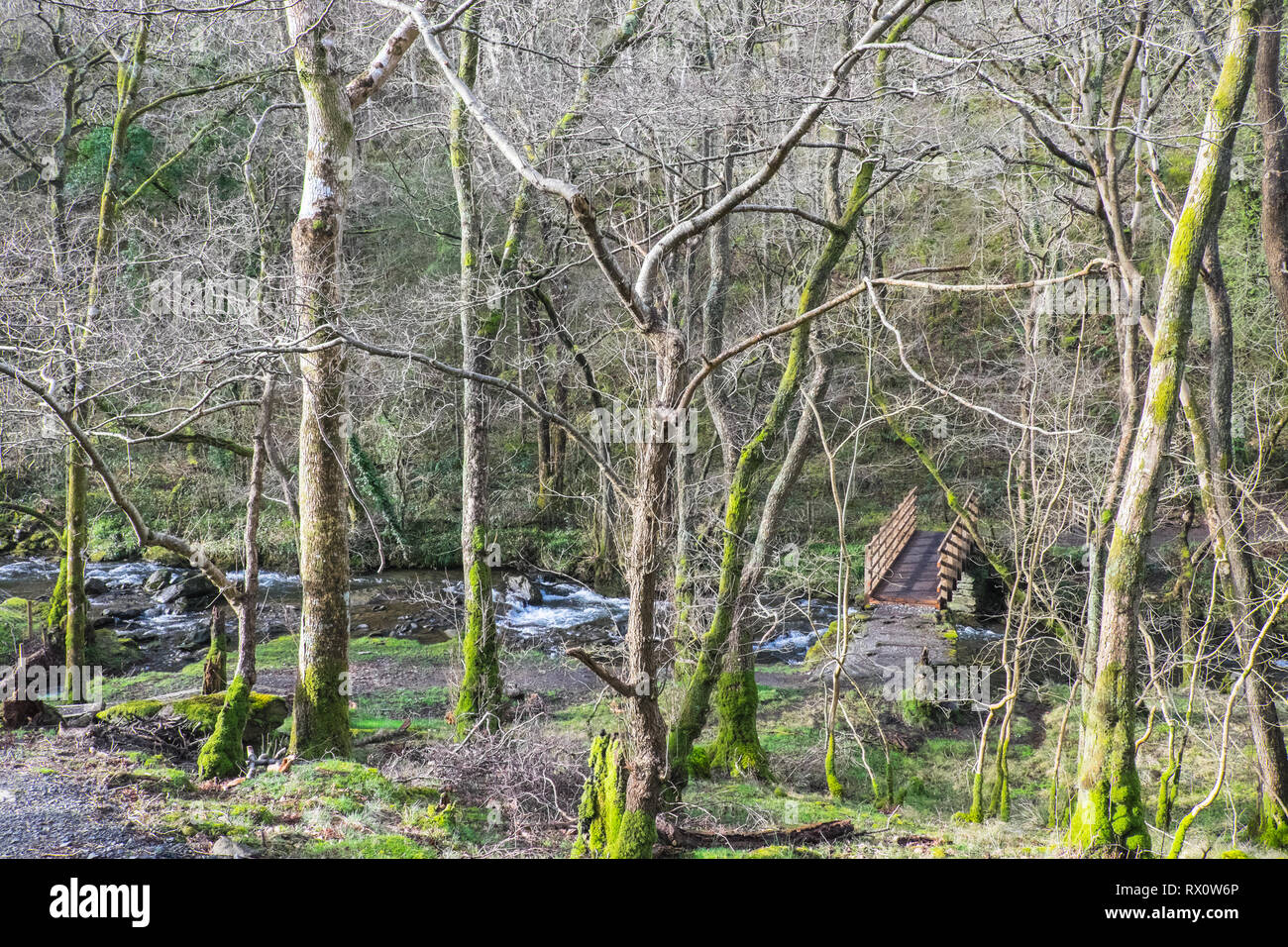 Welsh rainforest hi-res stock photography and images - Alamy