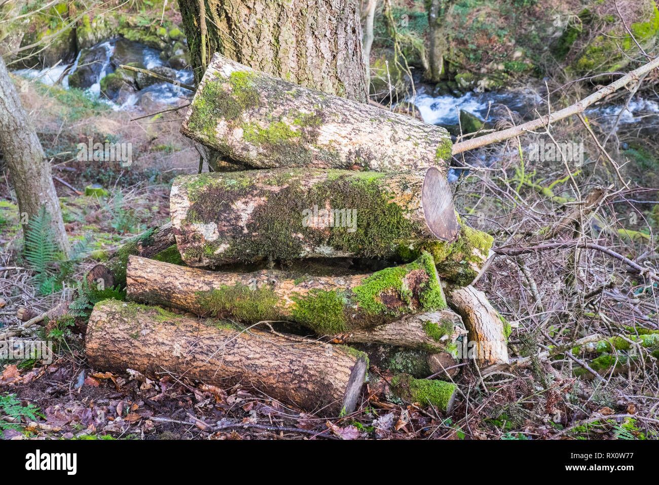 Celtic rainforest wales hi-res stock photography and images - Alamy