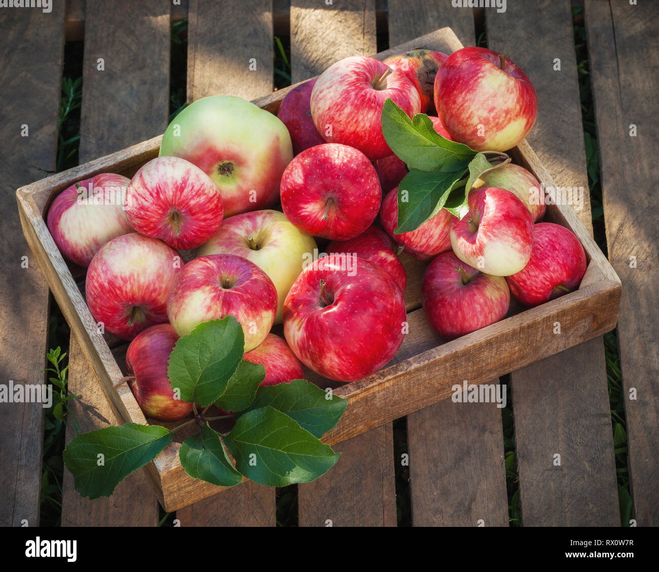 Wooden box of red apples on wooden boards in a apple orchard Stock ...