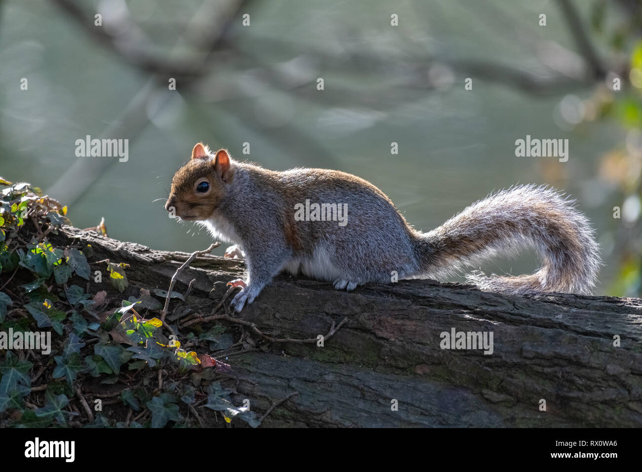 Eastern gray squirrel (Sciurus carolinensis Stock Photo - Alamy