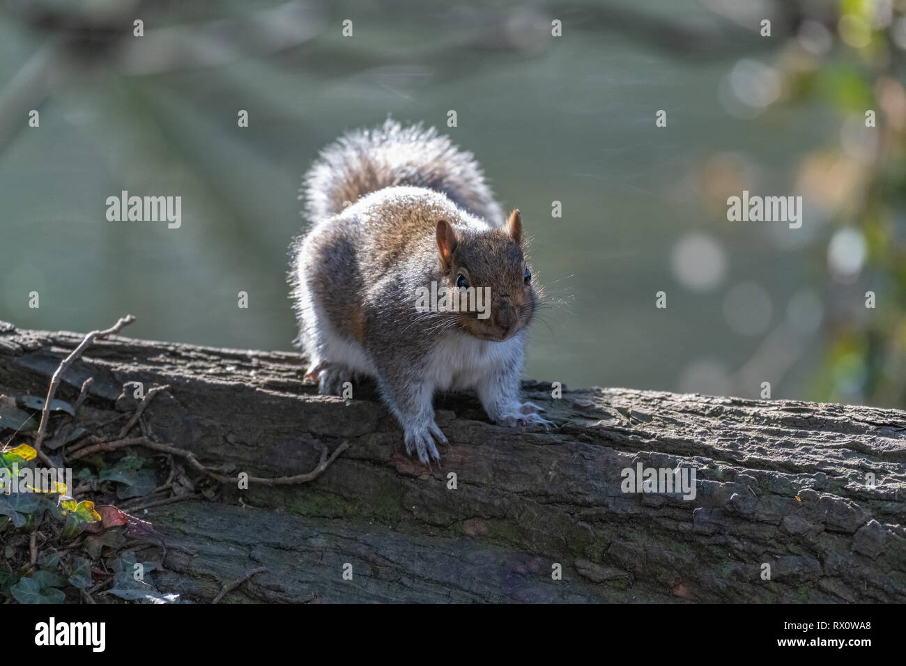 Eastern gray squirrel (Sciurus carolinensis Stock Photo - Alamy