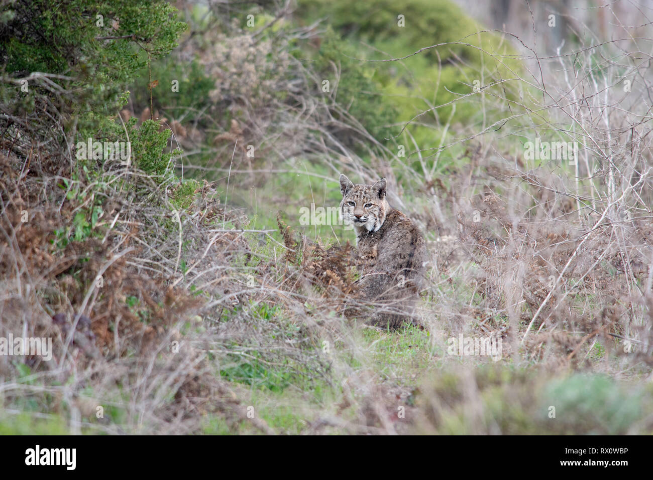 Wild bobcat hi-res stock photography and images - Alamy