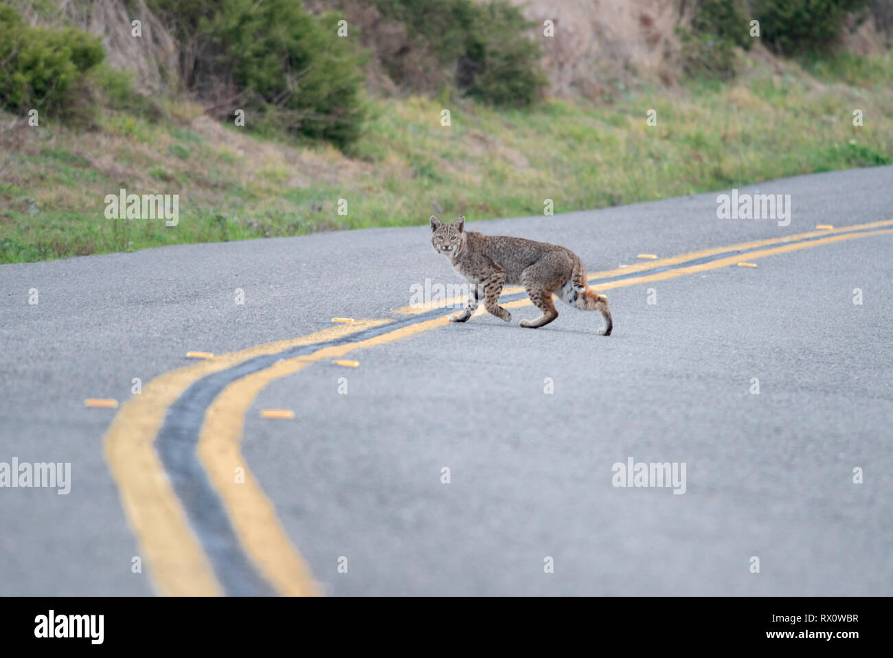 A wild bobcat crosses the road in Pt. Reyes National Seashore Stock ...