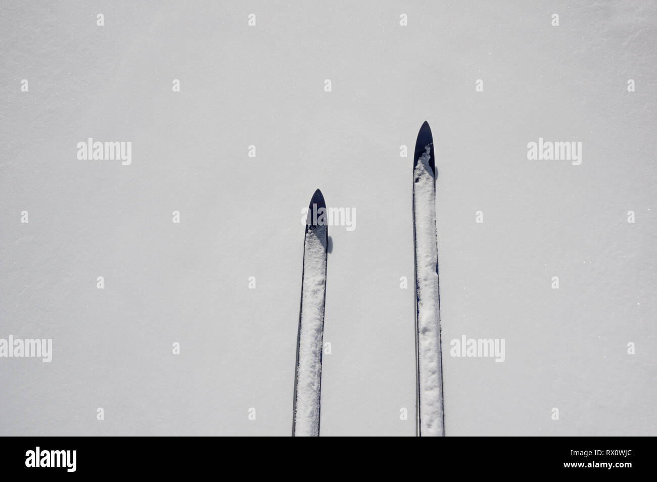 cross country ski tips on fresh sunny snow Stock Photo - Alamy