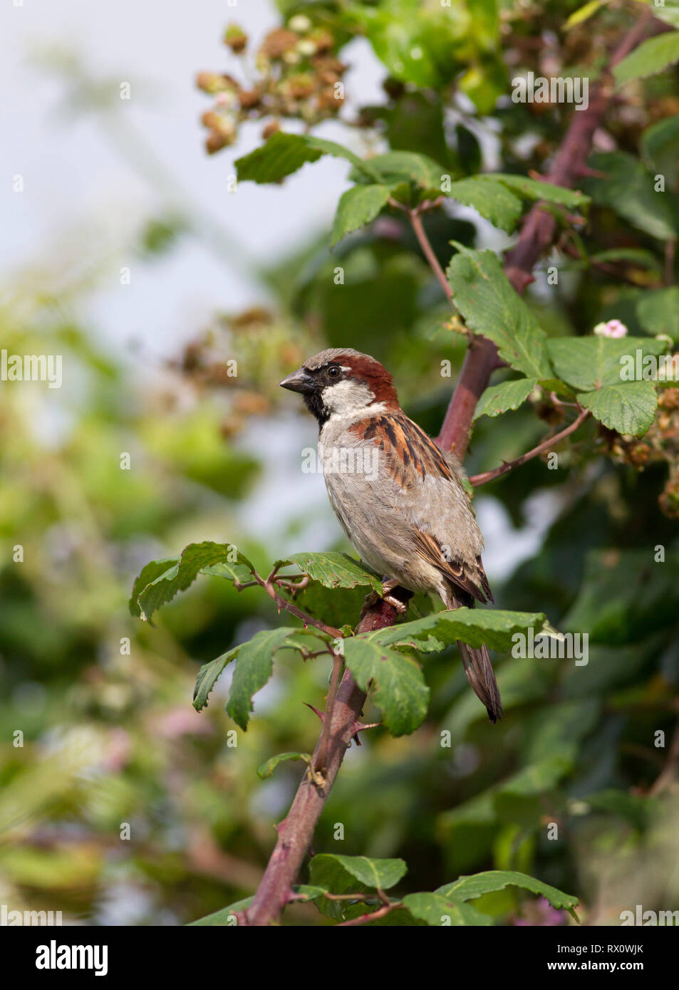 House Sparrow, Passer domesticus, Single adult male perched on brambles ...