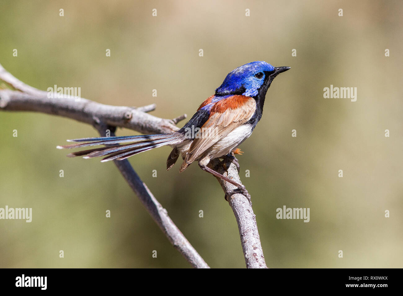Male Malurus Lamberti High Resolution Stock Photography and Images - Alamy