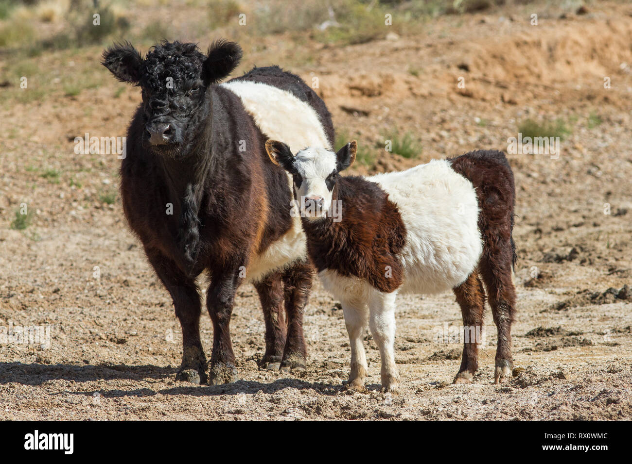 Belted Galloway cattle Stock Photo - Alamy