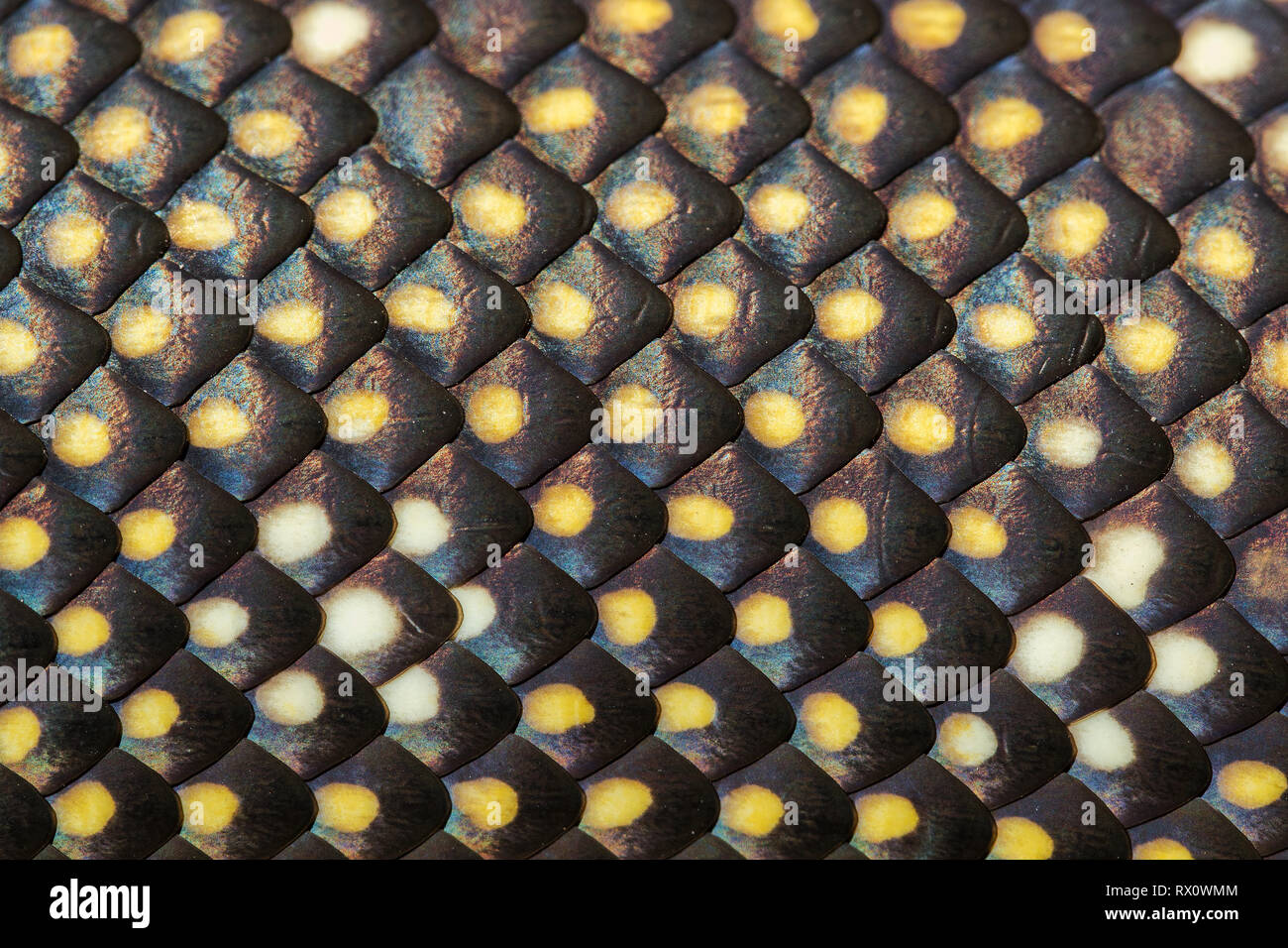 Diamond Python Morelia Spilota Spilota Stock Photos & Diamond Python ...