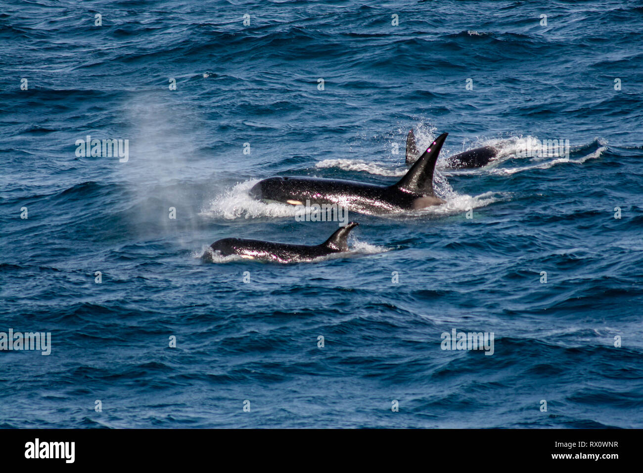 Type a orca hi-res stock photography and images - Alamy