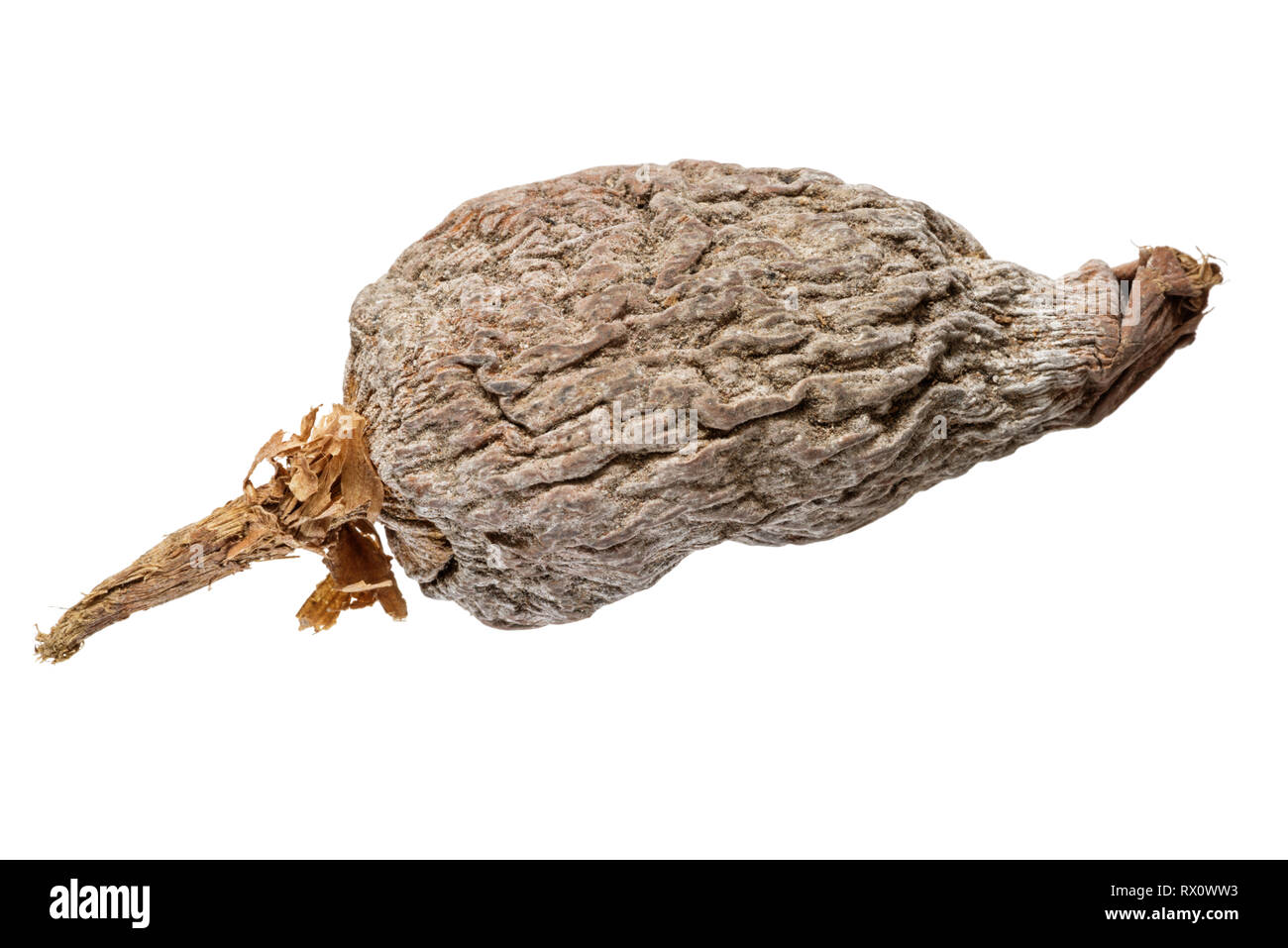 alligaor pepper or mbongo spice or hepper pepper a traditional west ...