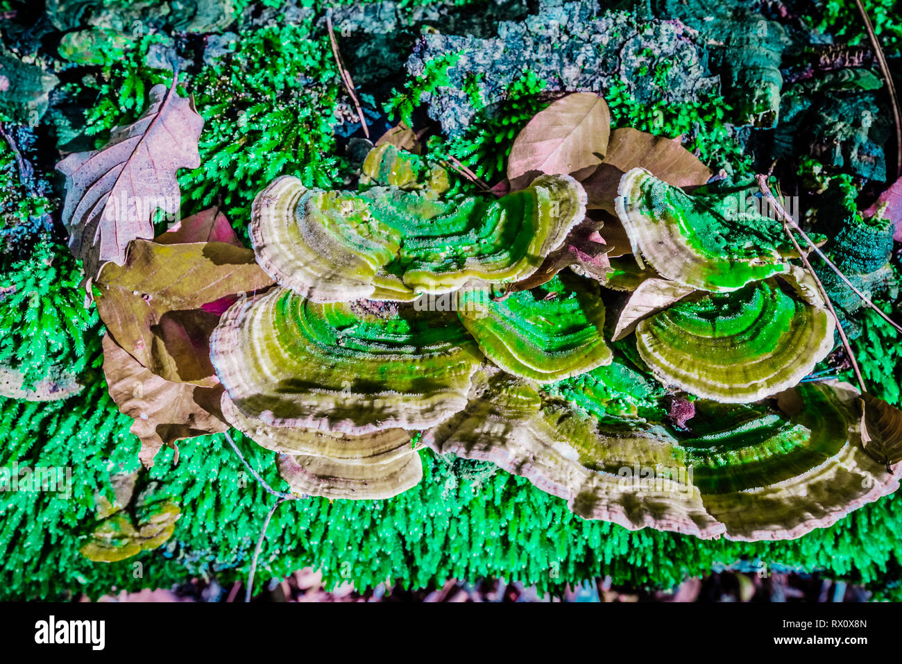 Wild Artist's Conk (Ganoderma applanatum) growing on a dead tree in the ...