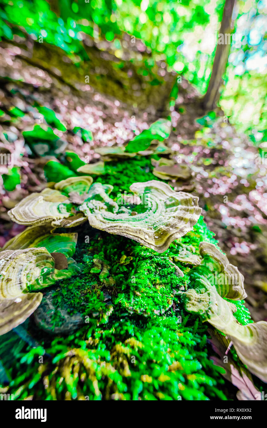 Wild Artist's Conk (Ganoderma applanatum) growing on a dead tree in the ...