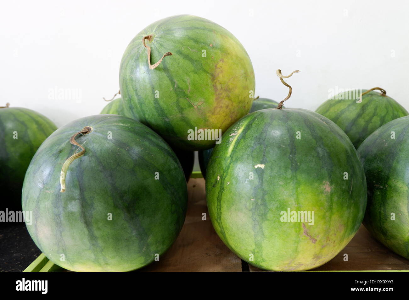 fresh watermelon just picked from the garden Stock Photo - Alamy