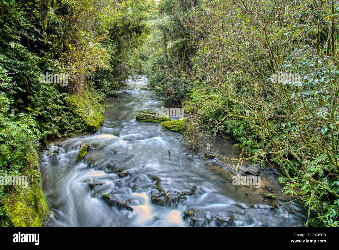River through a forest in Waitomo, Waikato Stock Photo - Alamy