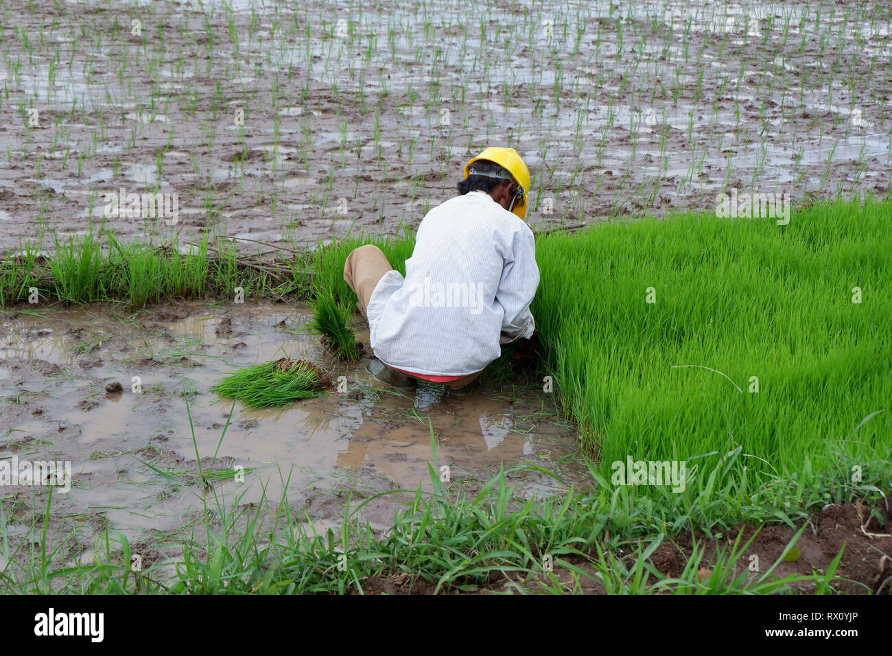 Tropical grain planting environment hi-res stock photography and images ...
