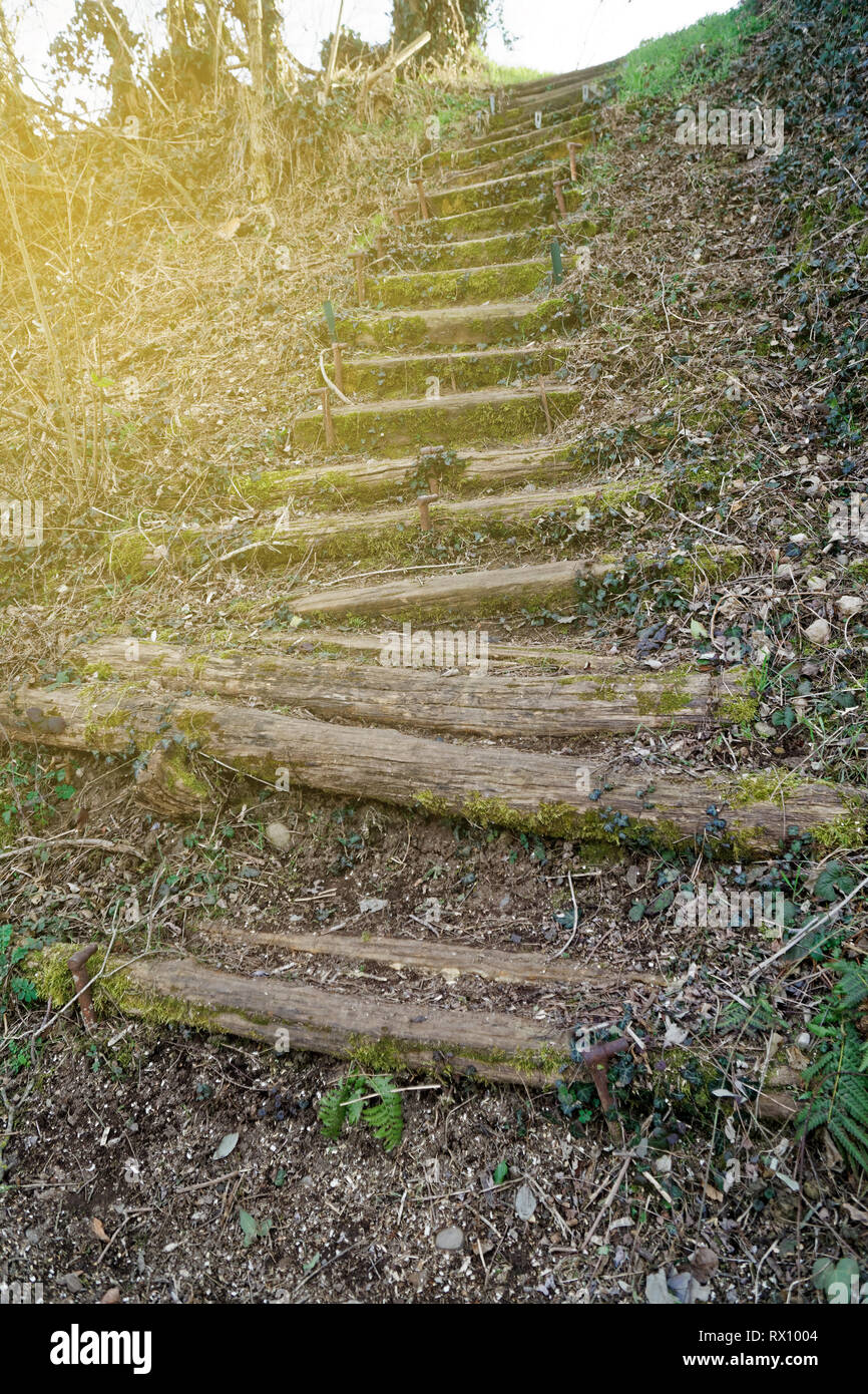 Wooden steps from log and moss, wooden stairs Stock Photo - Alamy