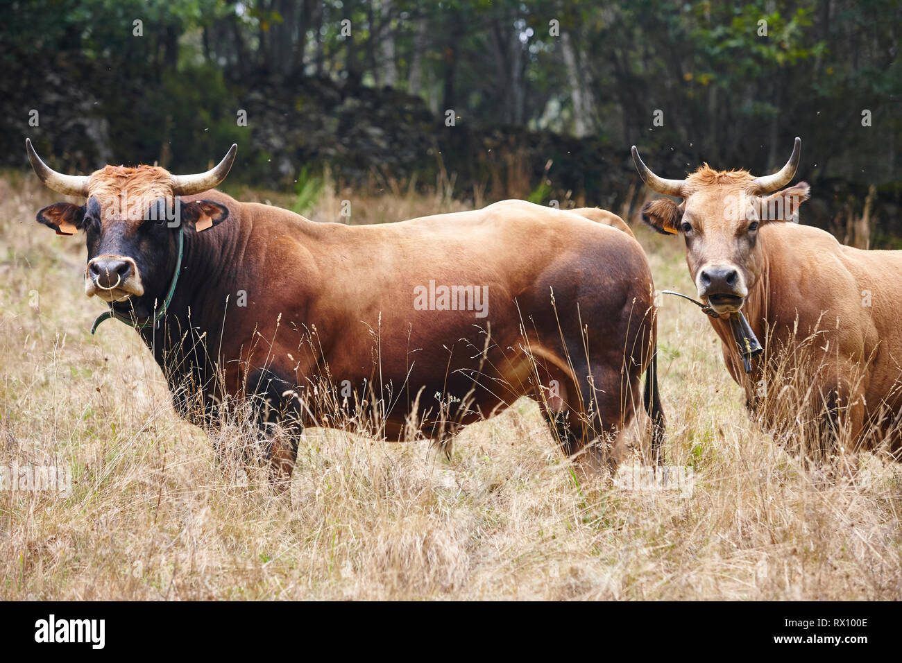 Cow and bull in the countryside. Cattle, livestock. Mammal Stock Photo ...