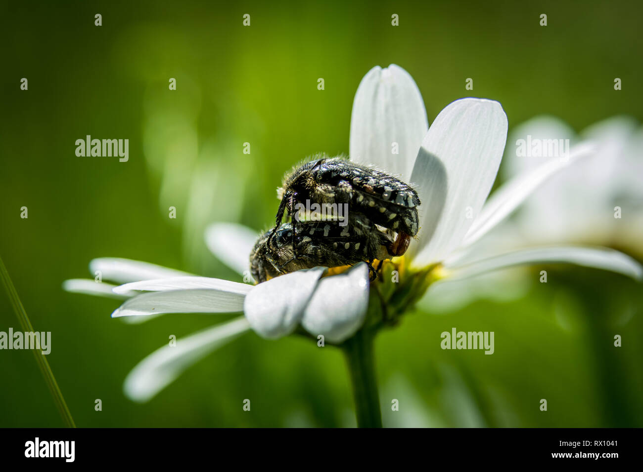 Two Beetles (Oxythyrea funesta) on flower macro photography Stock Photo ...