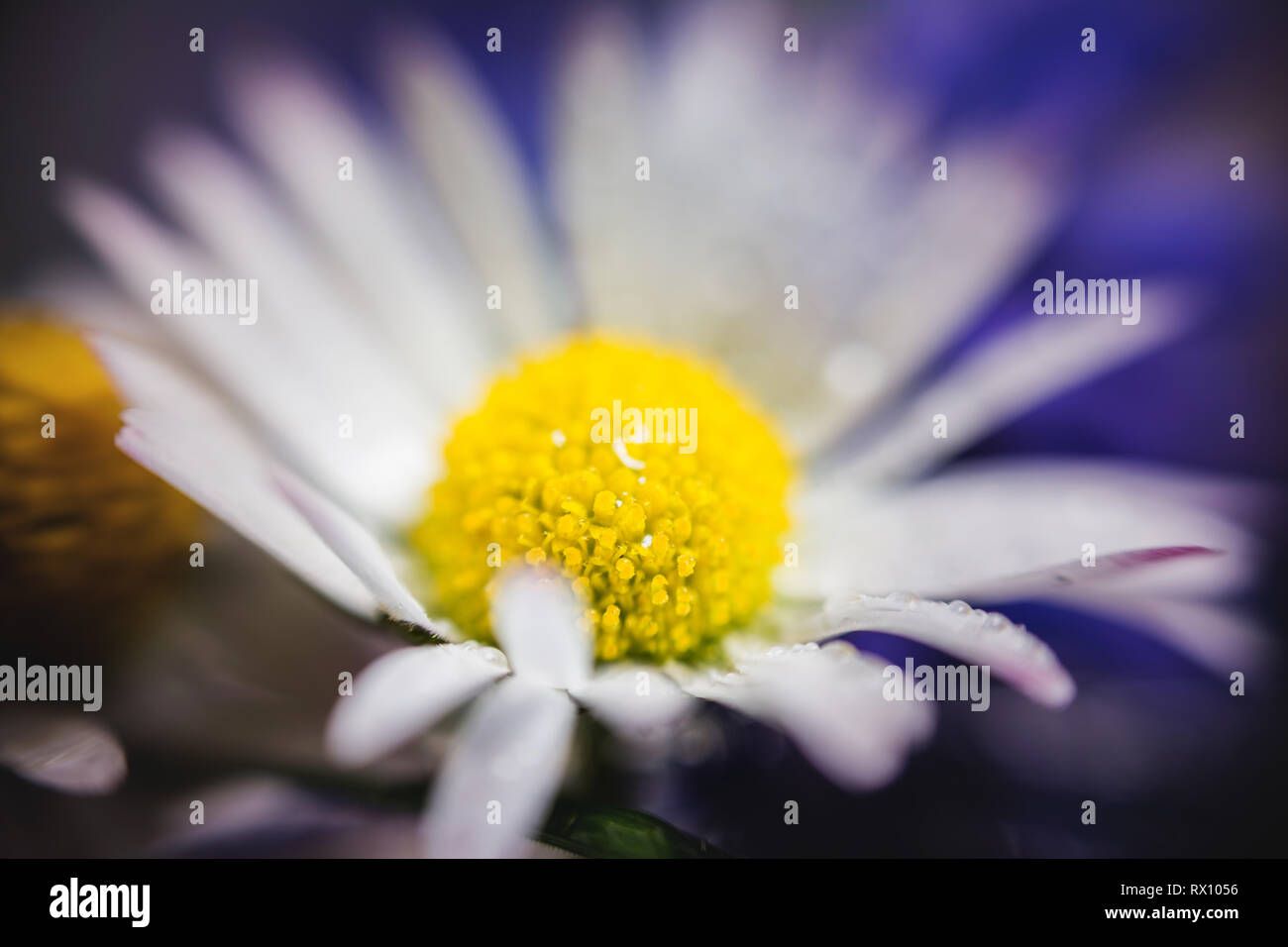 Daisy flower with water drops macro photography Stock Photo - Alamy