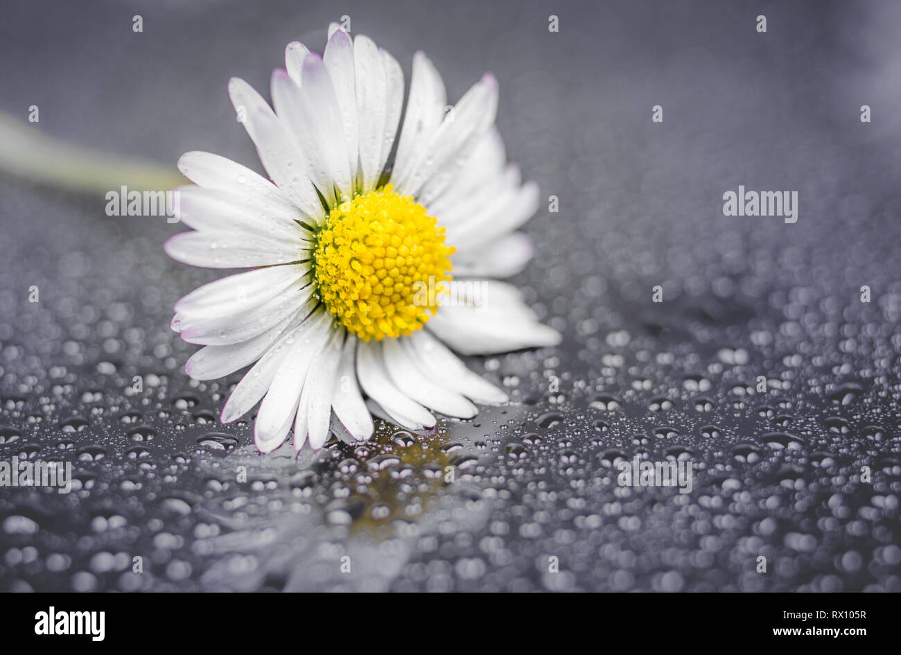 Daisy flower with water drop on reflection background macro photography ...