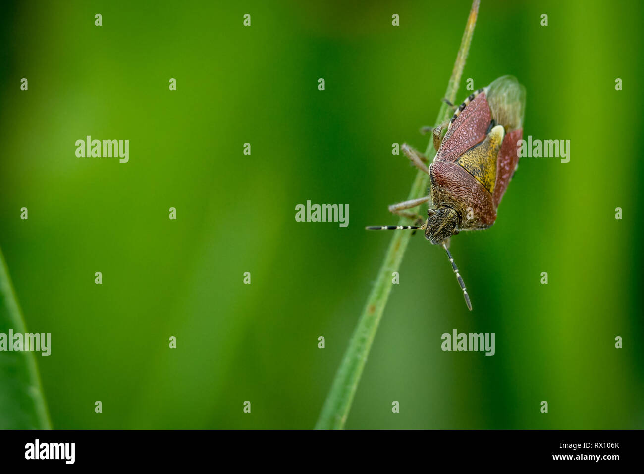 hairy sloe shield bug (Dolycoris baccarum) on grass macro photography ...