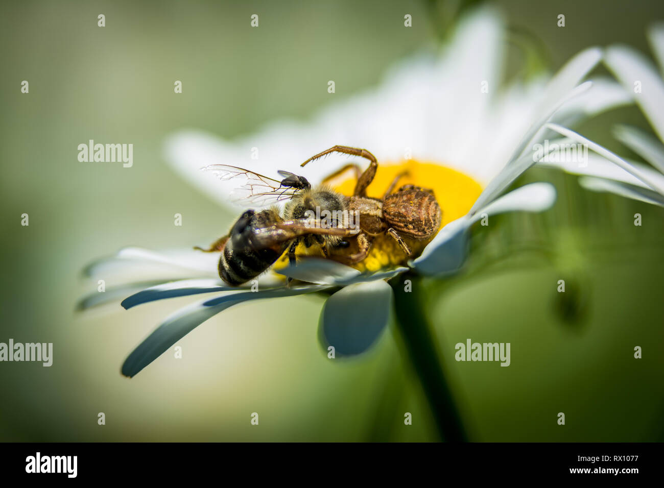 Spider on daisy hunting little wasp macro Stock Photo - Alamy