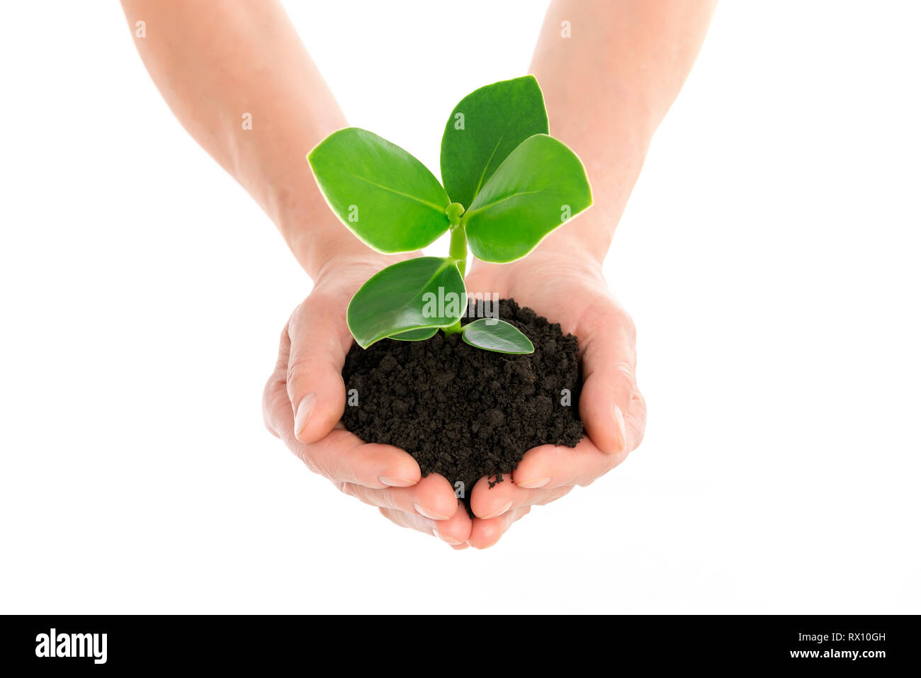 Protection plant hi-res stock photography and images - Alamy