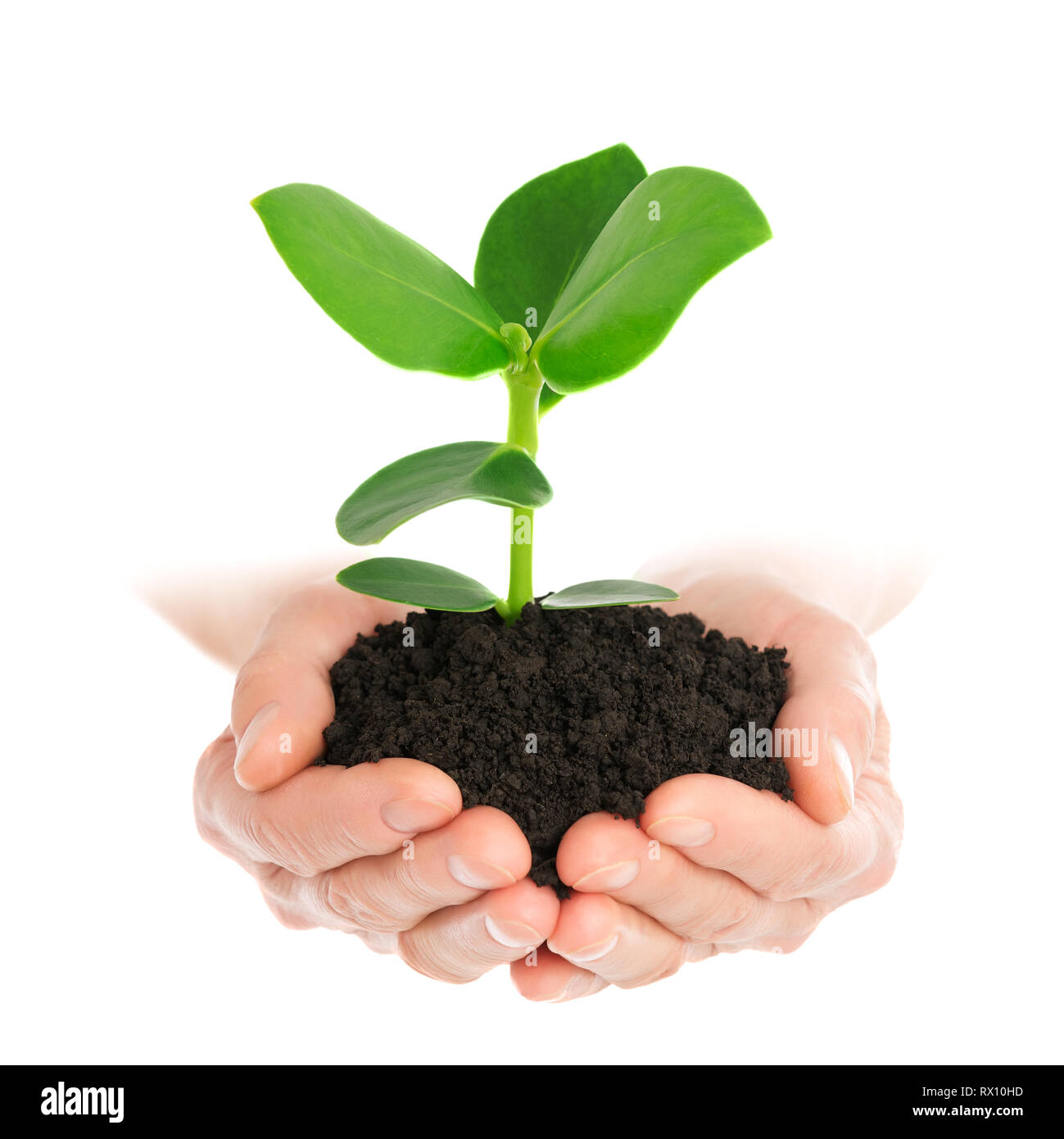 New tree life in Cut Out Stock Images & Pictures - Alamy