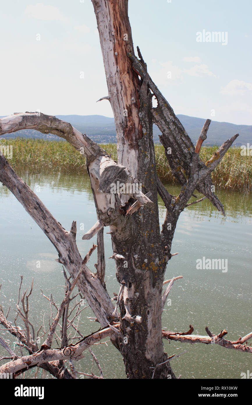Abandoned trees on the Lake of Doirani Kilkis Greece Stock Photo - Alamy