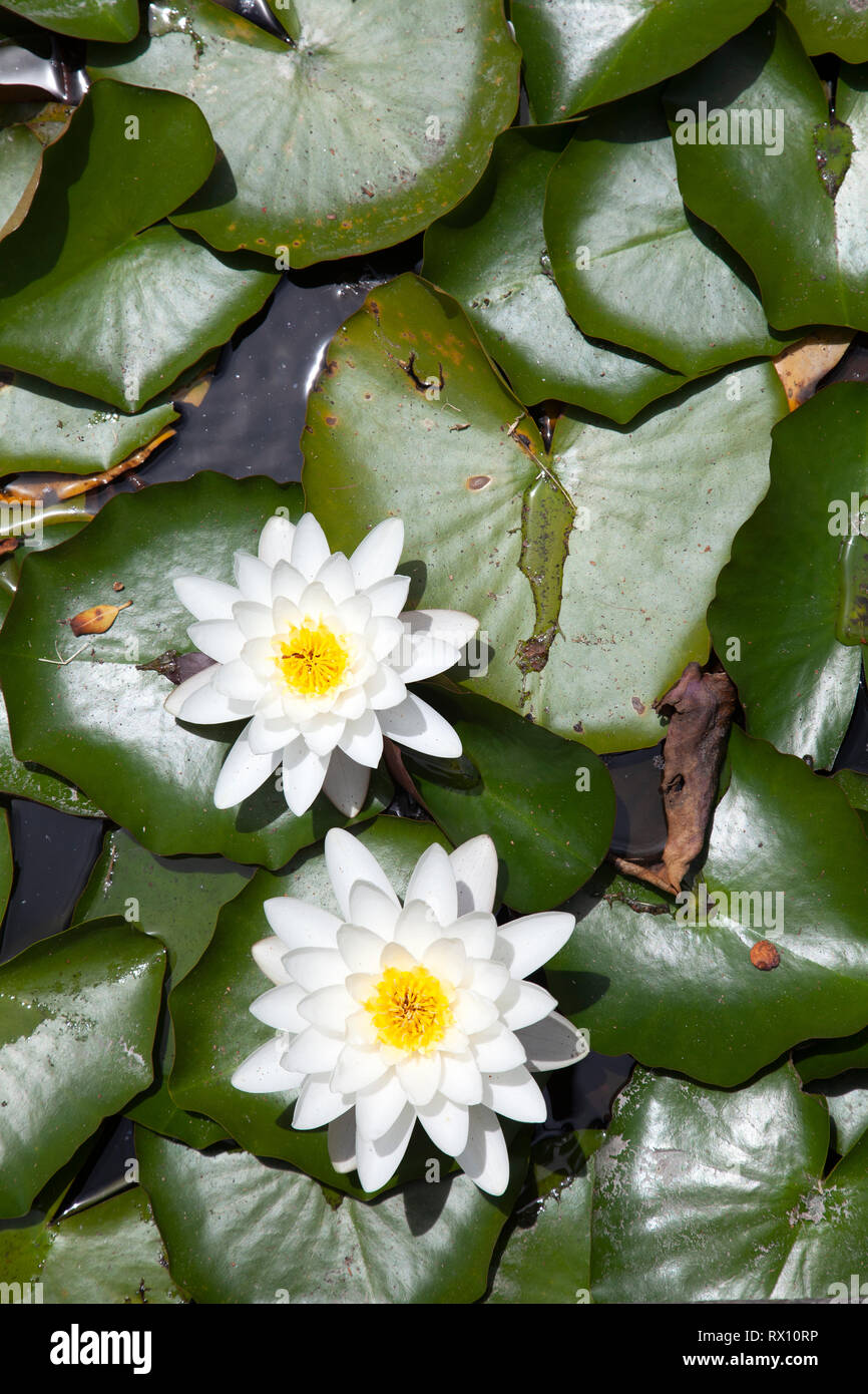 Top view water lilies white hi-res stock photography and images - Alamy