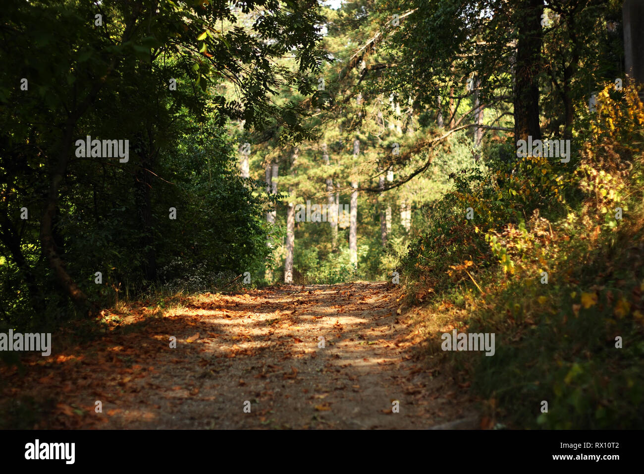Sun rising in a forest Stock Photo - Alamy