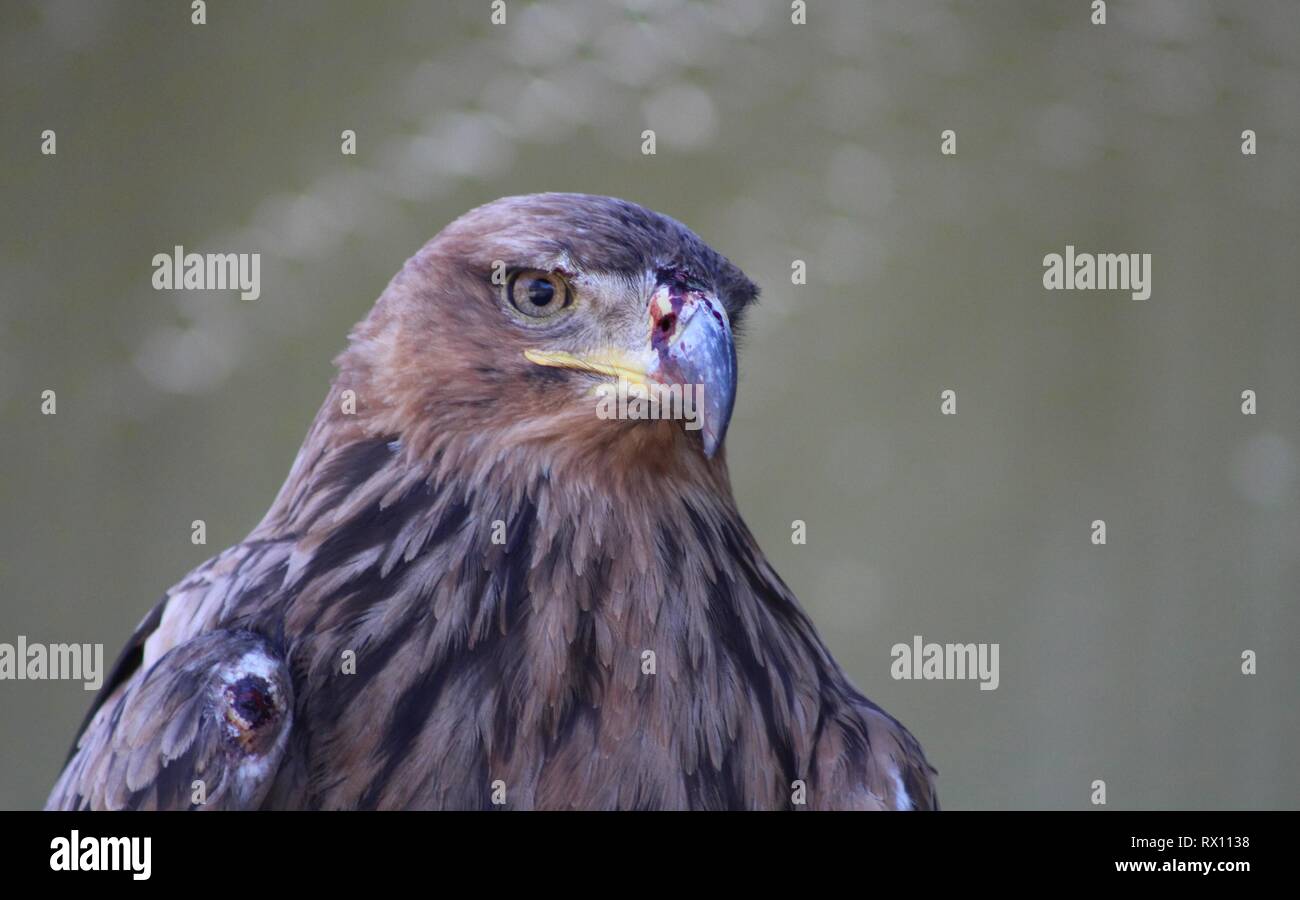 Injured Eagle In Wildlife Sanctuary In South Africa Stock Photo - Alamy
