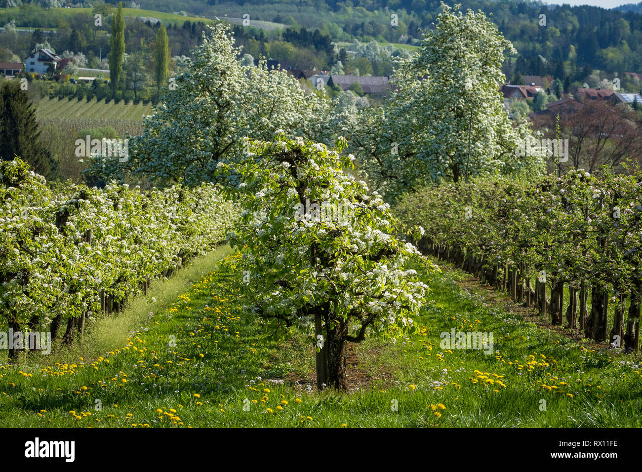 Obstplantagen am Hoyerberg Stock Photo - Alamy